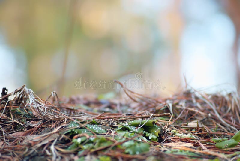 Needles and Foliage in Spring Stock Photo - Image of bright, background ...
