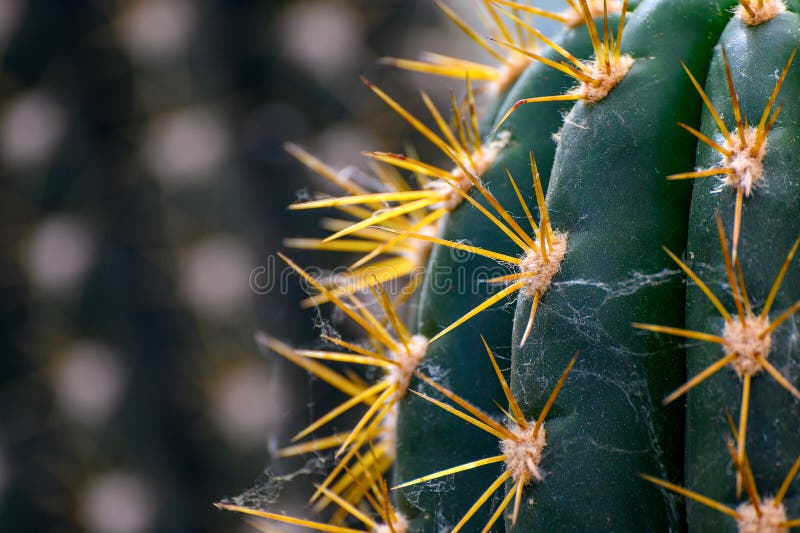 Needles of a Green Succulent Cactus Close-up. Bright Detailed Texture ...