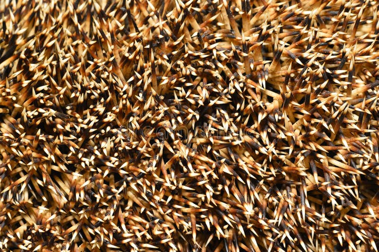 Hedgehog Skin Pattern Stock Photos - Free & Royalty-Free Stock Photos ...