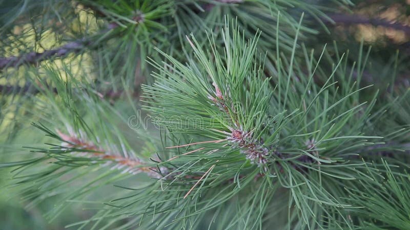 Needles of Pine Tree a Green Branch of a Christmas Tree with Sharp ...
