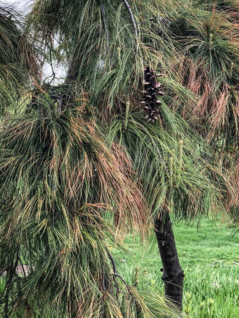 Drooping Needles Stock Photos - Free & Royalty-Free Stock Photos from Dreamstime