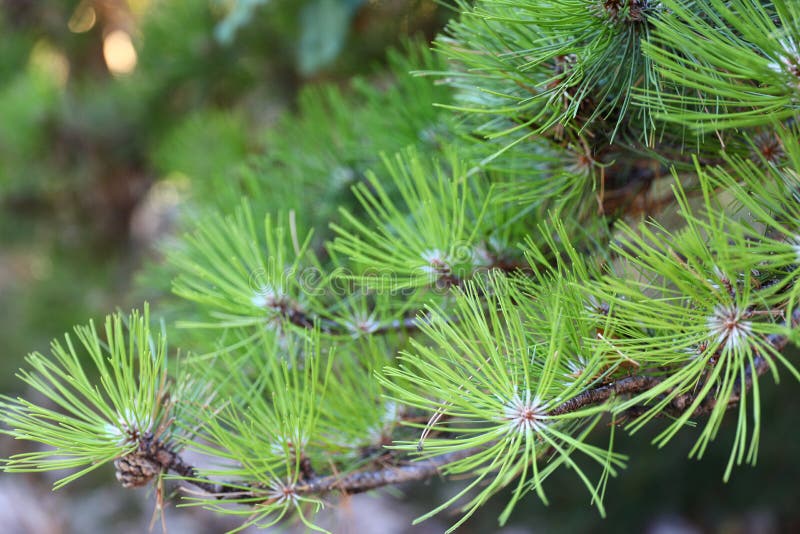 Green Needles of a Scotch Fir Stock Photo - Image of nature, detailed ...