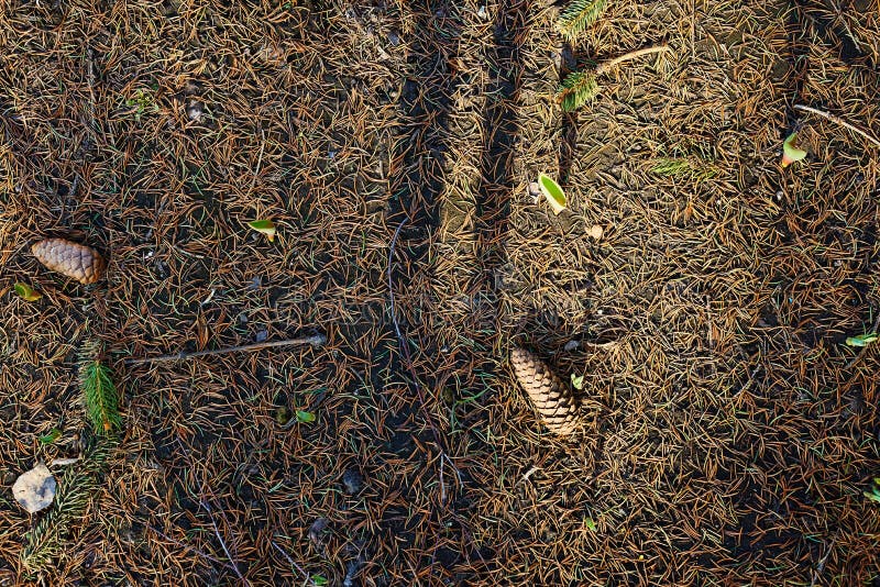 Dew on the Needles of Spruce. Stock Photo - Image of plant, needles ...