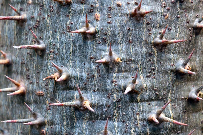 Needles Stick Out of the Trunk of the Tree. Background. Stock Image ...