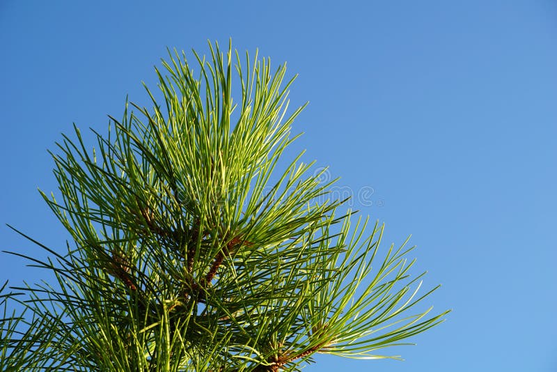 Needles on Top of a Coastal Pine Tree in Front of a Blue Sky Stock ...