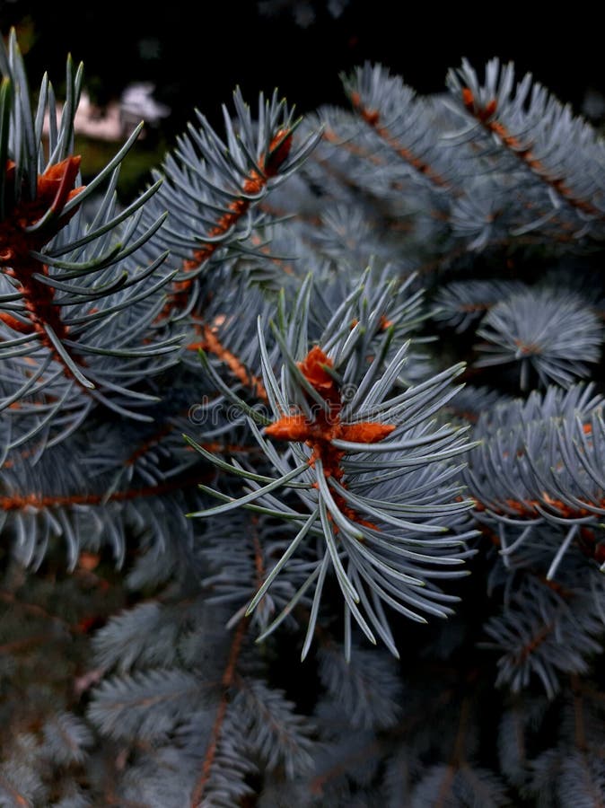 Needles, Trees, Forest, Nature, Freedom Stock Image - Image of needles ...