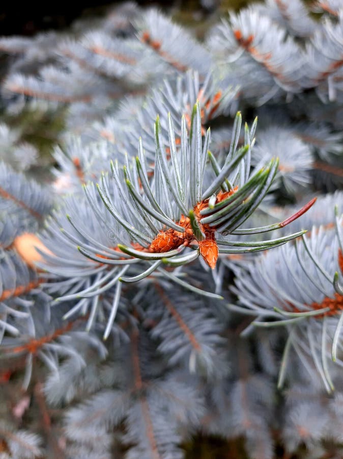 Needles, Trees, Forest, Nature, Freedom Stock Image - Image of freedom ...