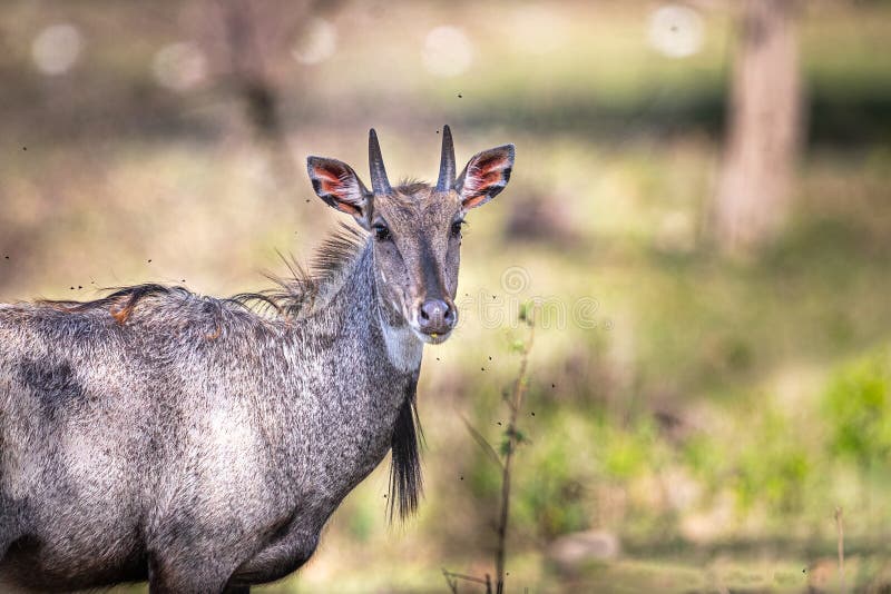 A Neel Gai Looking into Camera Stock Photo - Image of baby, green ...