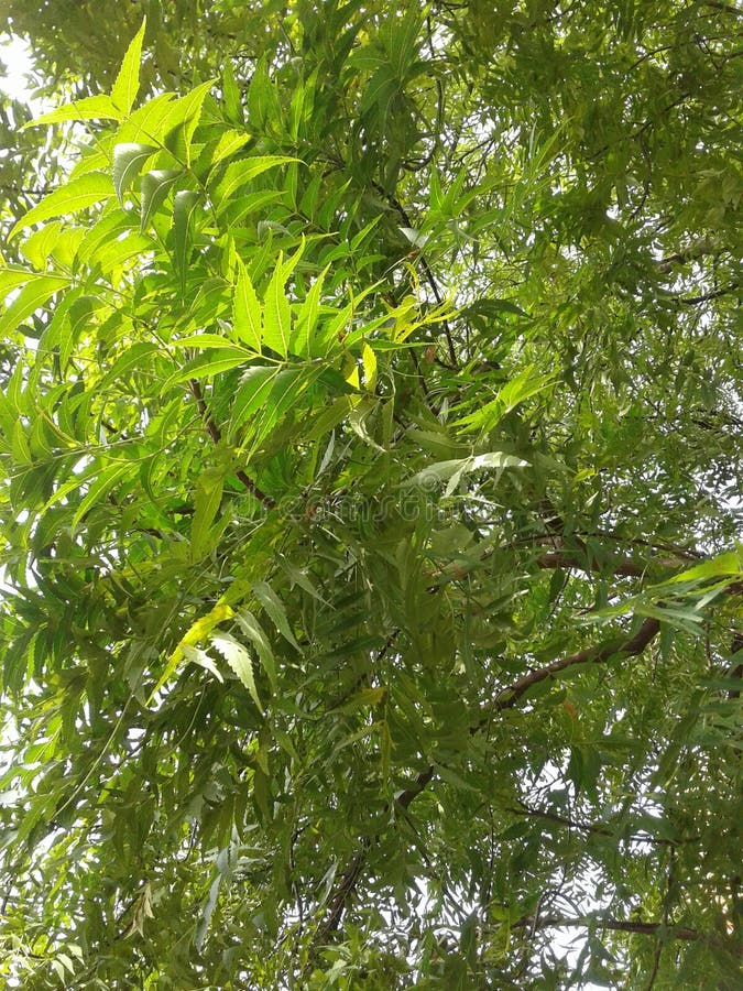 Neem stock photo. Image of tree, neem, real, miracle - 85026706