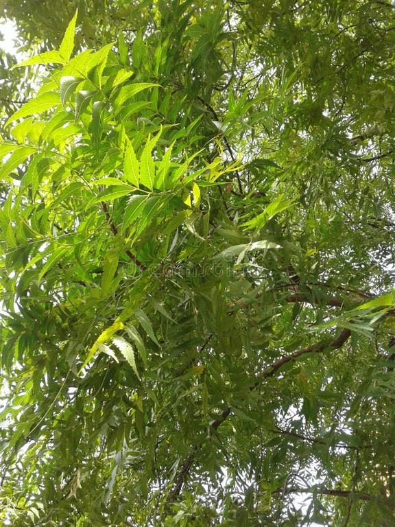 Neem stock photo. Image of tree, neem, real, miracle - 85026706