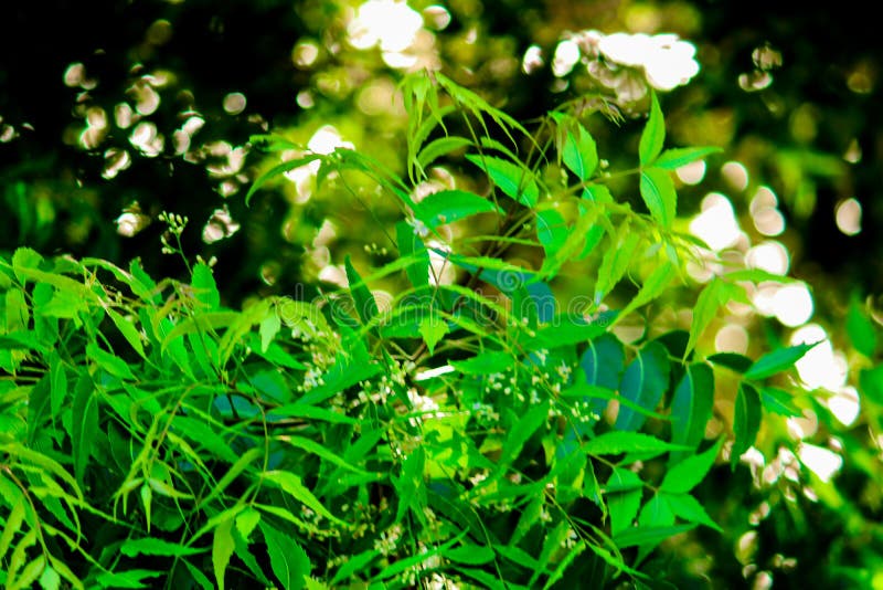 Neem Beautiful Leave or Leaf with Selective Focus,ayurvedic Nim or ...