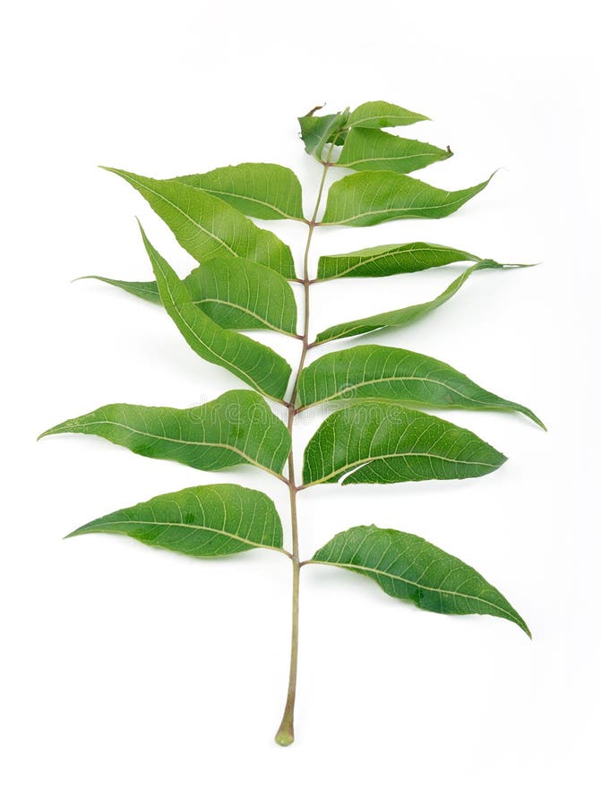 Neem blad stock afbeelding. Image of nieuw, vers, kruid - 8780265