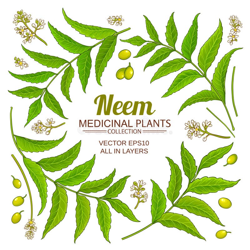 Neem Tree Stock Illustrations – 222 Neem Tree Stock Illustrations ...