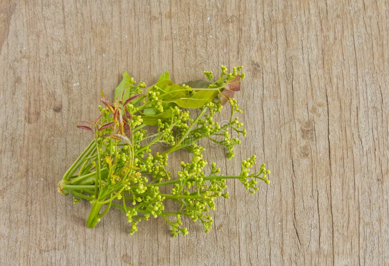 Neem seed stock image. Image of indian, ayurvedic, growth - 245048817