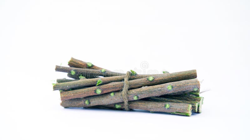 Neem Fruit with Neem Sticks and Neem Leaf Stock Image - Image of brown ...