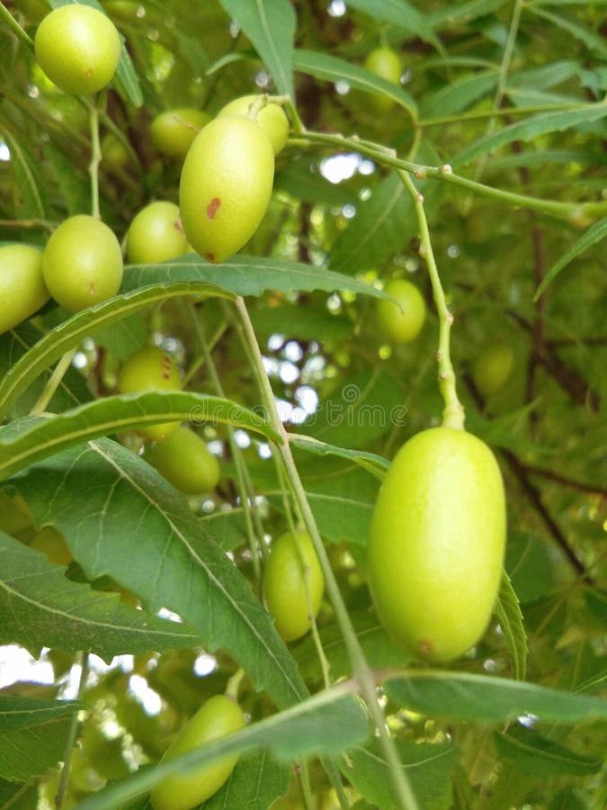 Neem fruit stock image. Image of tree, leaf, fruit, neem - 94719925