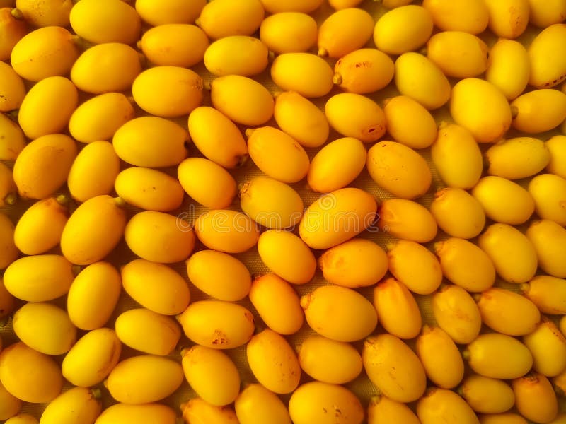 Dry Neem Fruits Laying on Grass Field 2 Stock Photo - Image of ayurveda ...