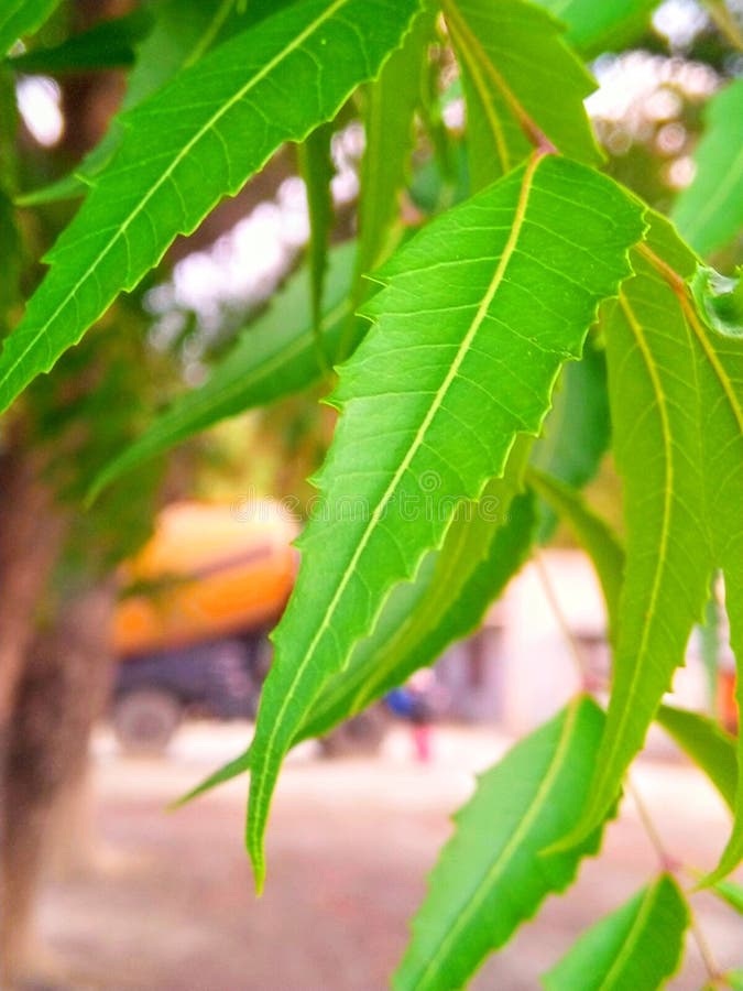 Neem Green Leaf stock image. Image of quality, amazing - 181388705