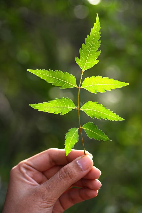 Neem Indica Blad-Azadirachta Stock Afbeelding - Image of zaad, landbouw ...