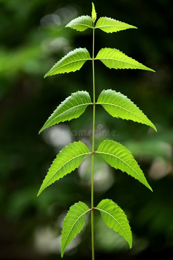 Neem Indica Blad-Azadirachta Stock Foto - Image of boom, gezondheid ...
