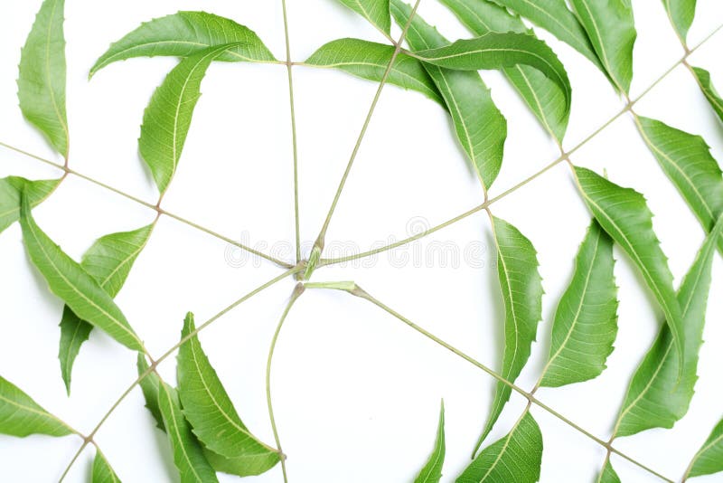 Neem Indica Blad-Azadirachta Stock Afbeelding - Image of zaad, landbouw ...