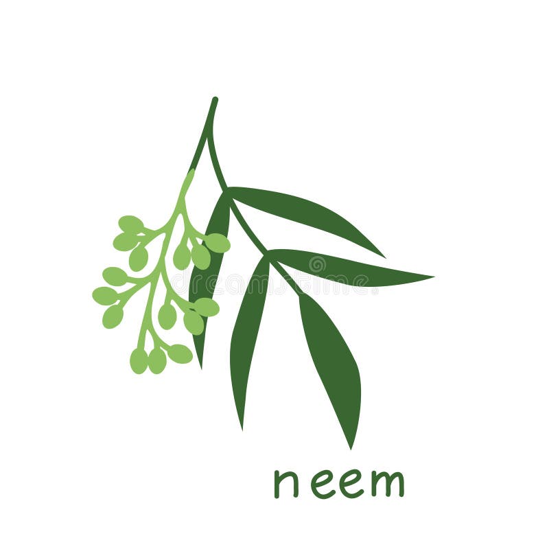 Neem Plant Stock Illustrations – 216 Neem Plant Stock Illustrations ...