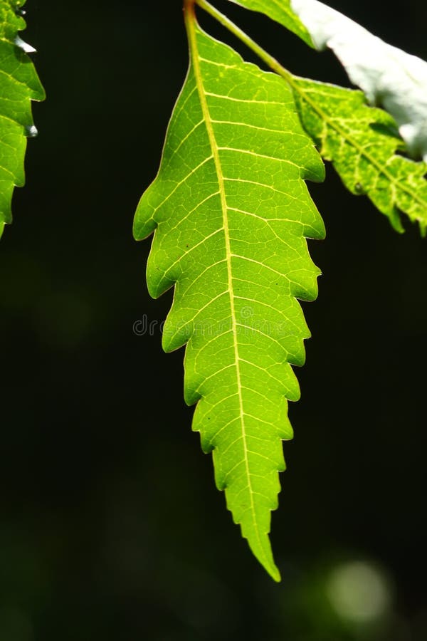 Neem leaf stock photo. Image of indian, background, india - 15526762