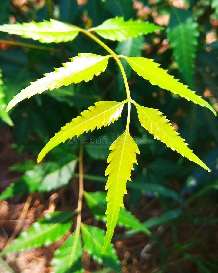 Neem Leaf Green Nature Love Stock Photo - Image of wild, neem: 118543902