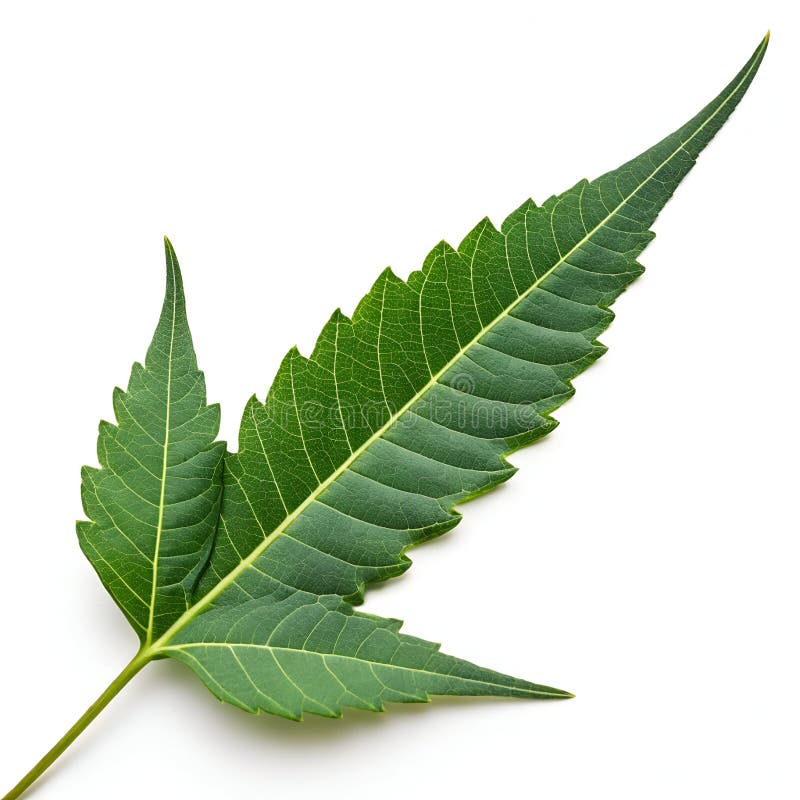 Single Neem Stock Illustrations – 11 Single Neem Stock Illustrations ...