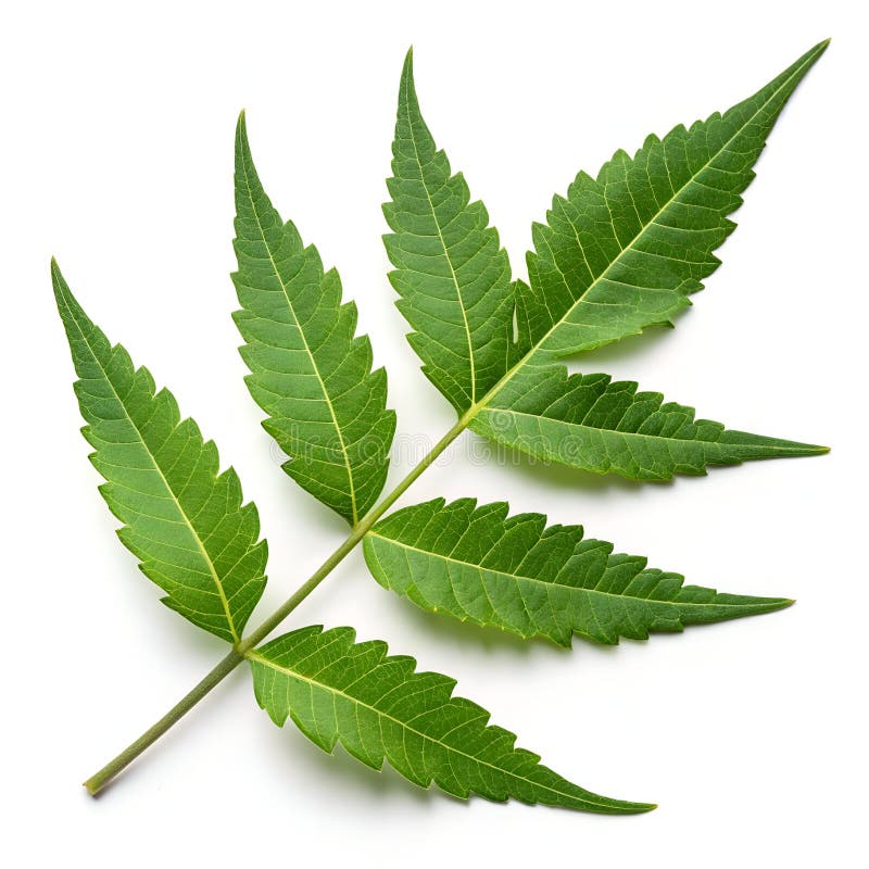 Neem Leaf Isolated on White Background Stock Illustration ...