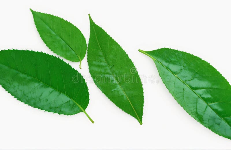 Neem Leafs Isolated on White Background Stock Illustration ...