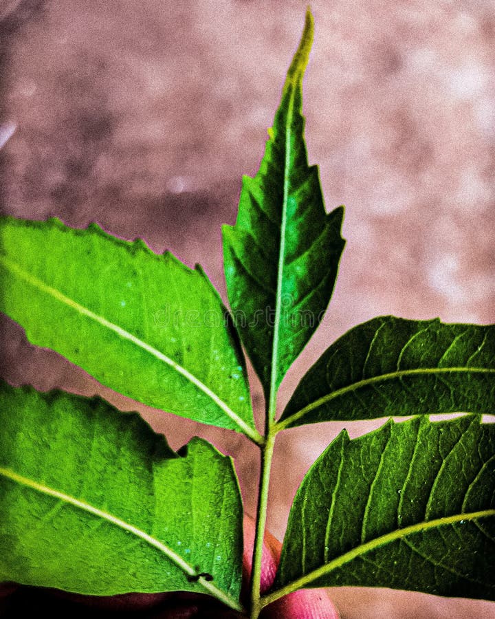 Neem Leave images stock photo. Image of neem, leave - 217758396