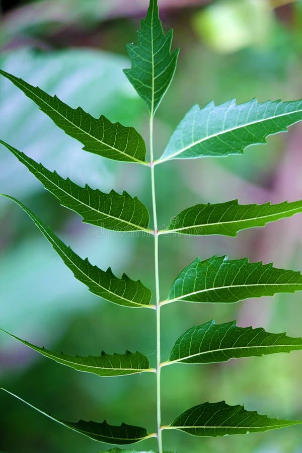 Neem leaves stock image. Image of india, azadirachta - 29495967