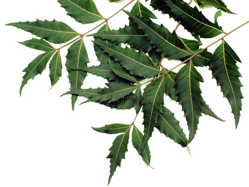 Neem Leaf Png