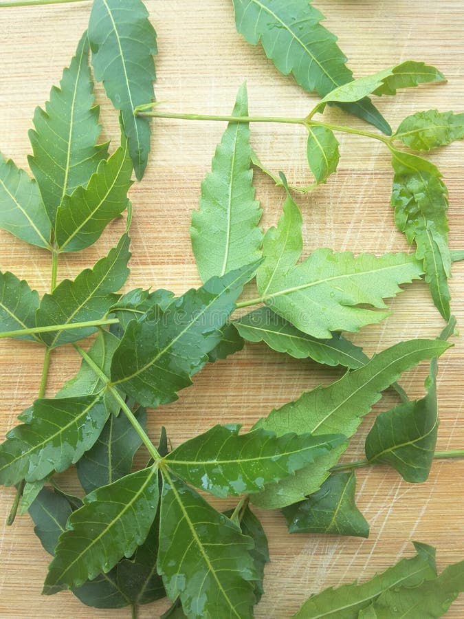 Neem Leaf Border Stock Photos - Free & Royalty-Free Stock Photos from ...