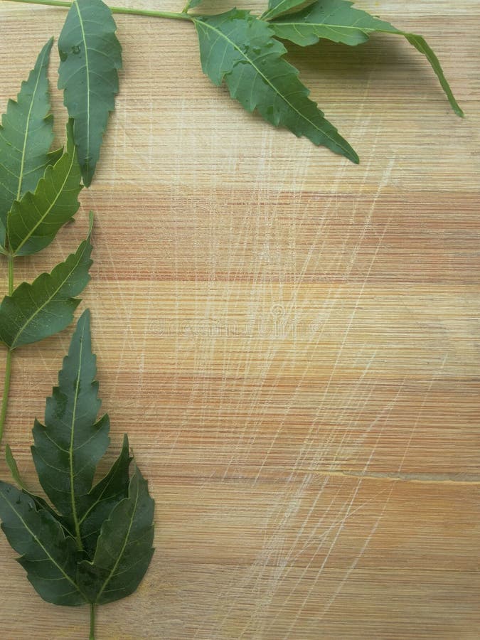 Neem leaves border stock image. Image of fruit, azadirachta - 70721337