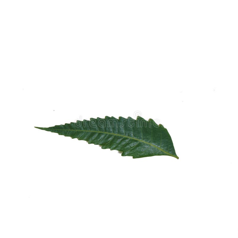 Single Neem Leaf