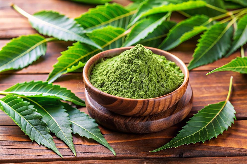 Neem Leaves with Powdered Form Stock Illustration - Illustration of ...