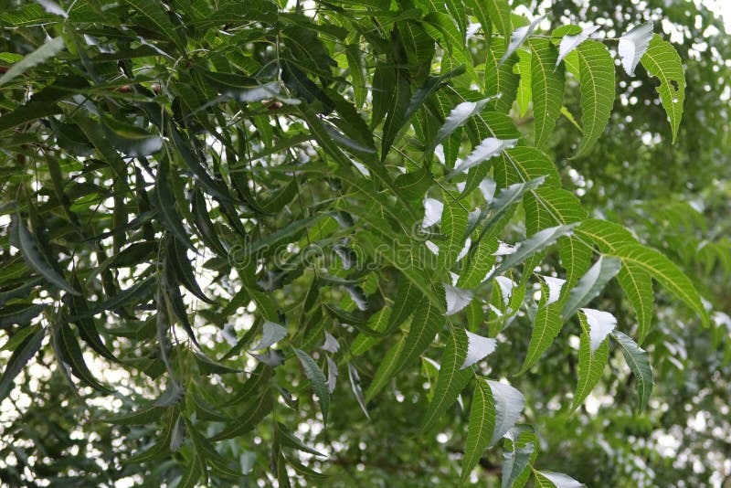 Neem Leaves on Trees in Tropical Forests, Selective Focus, Perfect ...
