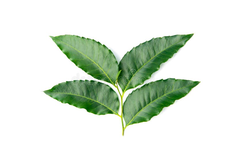 Leef Background Stock Photos - Free & Royalty-Free Stock Photos from ...