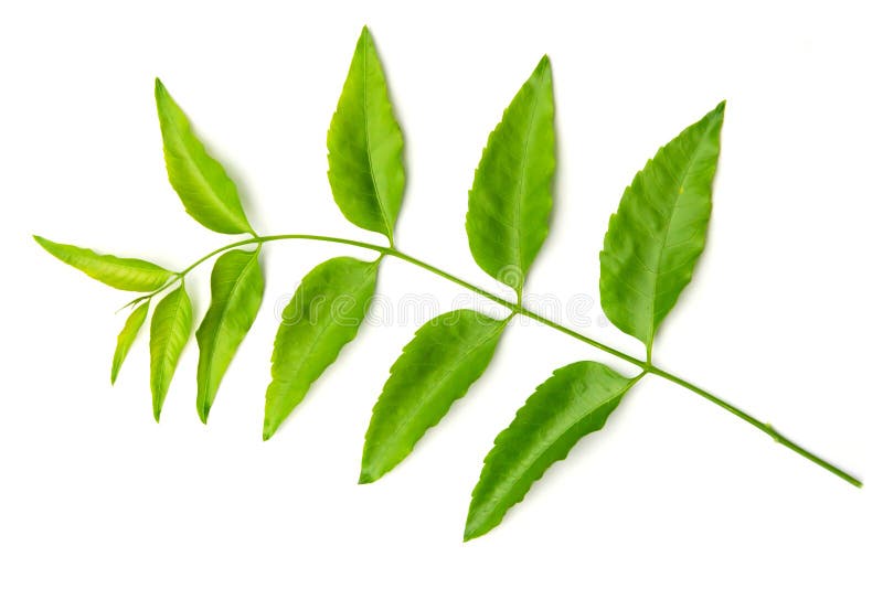 Leef Background Stock Photos - Free & Royalty-Free Stock Photos from ...