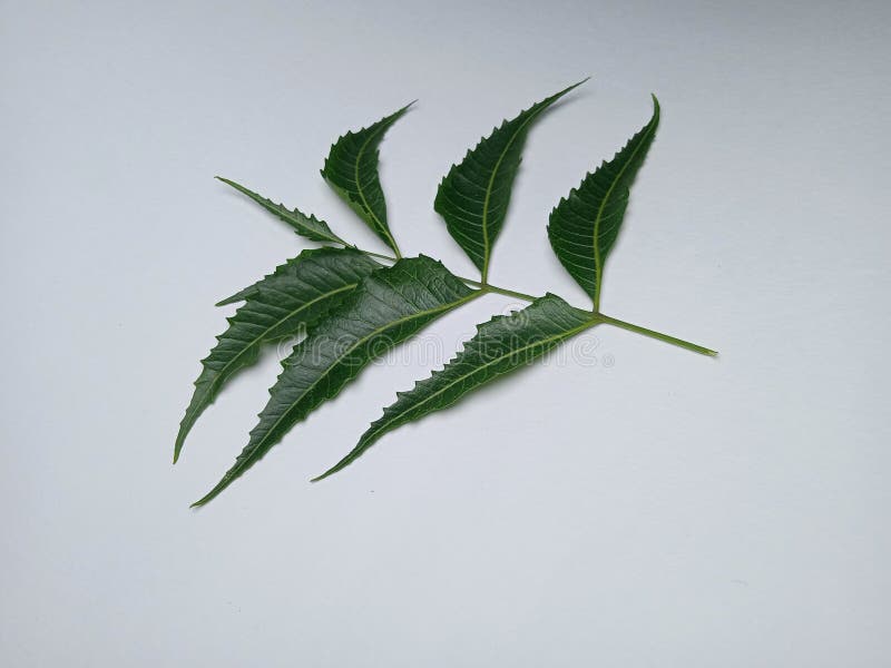 Neem Leaves on White Background Stock Image - Image of neem, plant ...