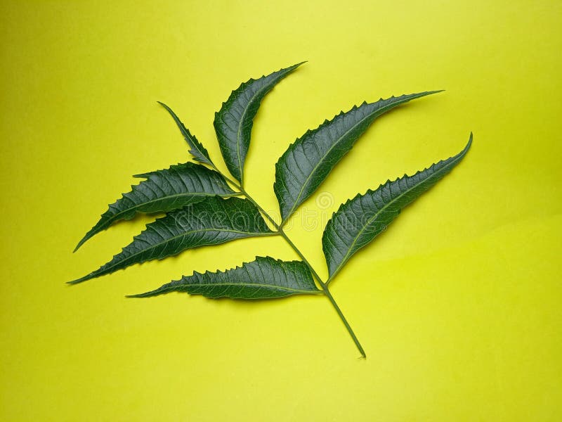 Neem Leaves on Yellow Background Stock Image - Image of yellow, neem ...