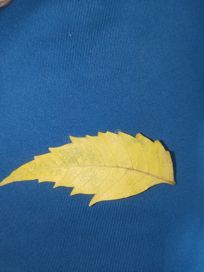 The Neem lip stock photo. Image of maple, pattern, tree - 334991054