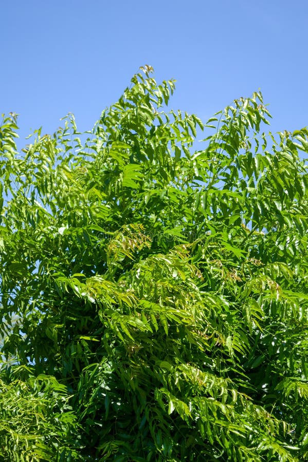 Neem plan tree in garden stock photo. Image of ayurvedic - 78899976