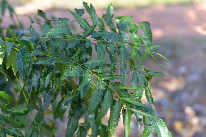 Neem plant stock image. Image of herbal, care, india - 62819803