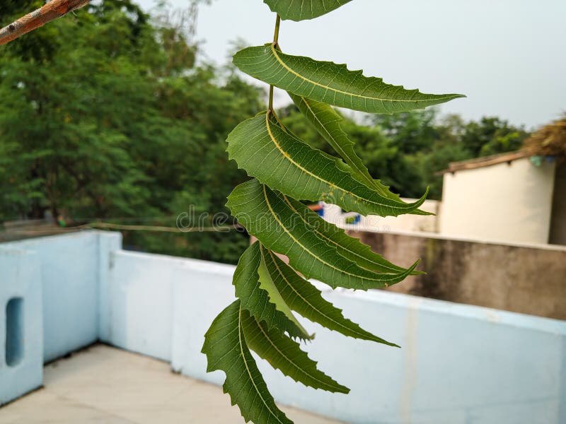 Neem Plant Leaf Nearest View from the Top Stock Image - Image of fresh ...
