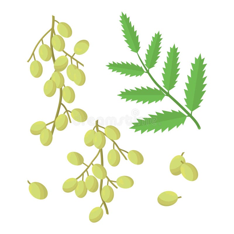 Neem. Plant. Leaves, Fruits Stock Illustration - Illustration of symbol ...