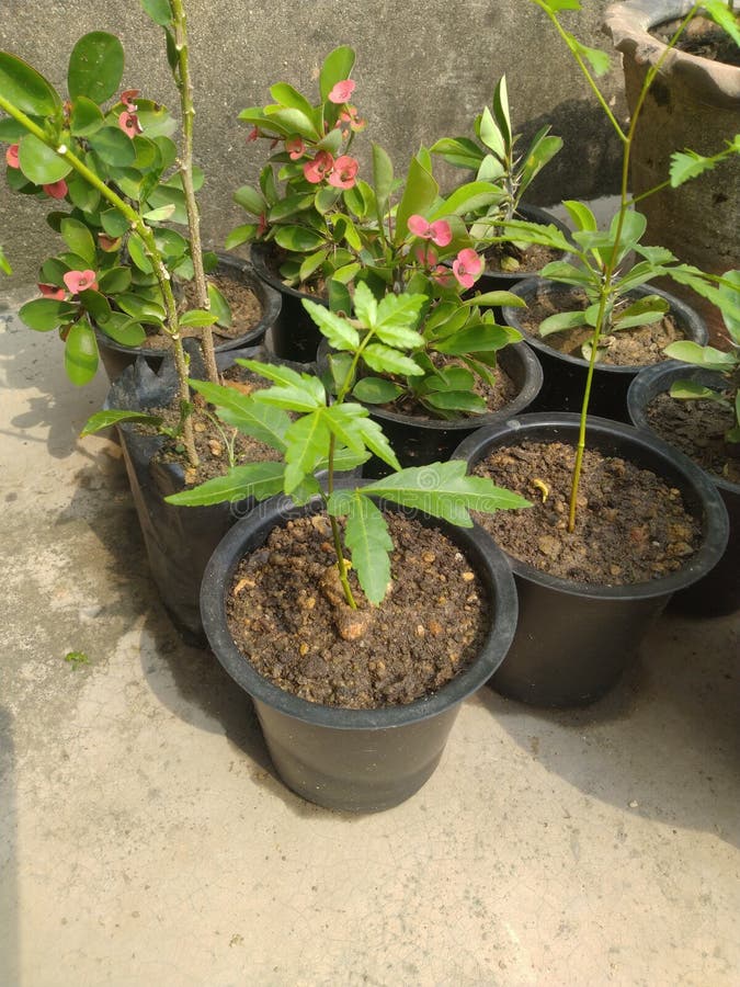 Neem plant in the pot stock photo. Image of flower, yard - 223842812