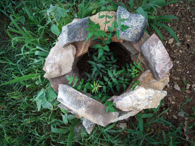 Neem Plant Protected with Primitive Stone Tree Guard Stock Photo ...